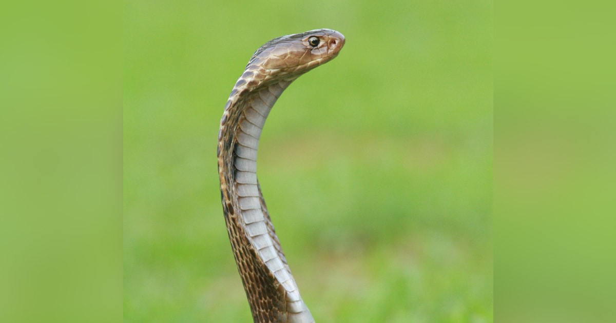8 Animals That Hunt Cobras