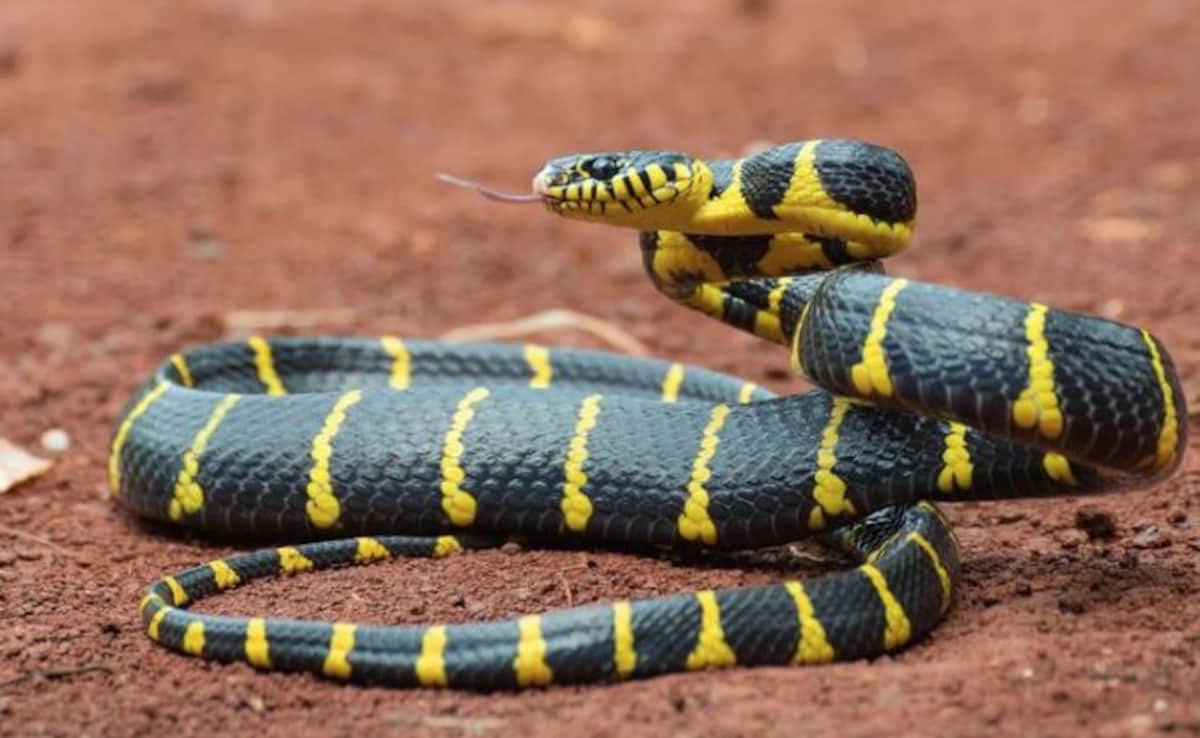 Venomous Snake Bites: जहरीले सांप के काटने पर दिखाई देते हैं ये लक्षण ...