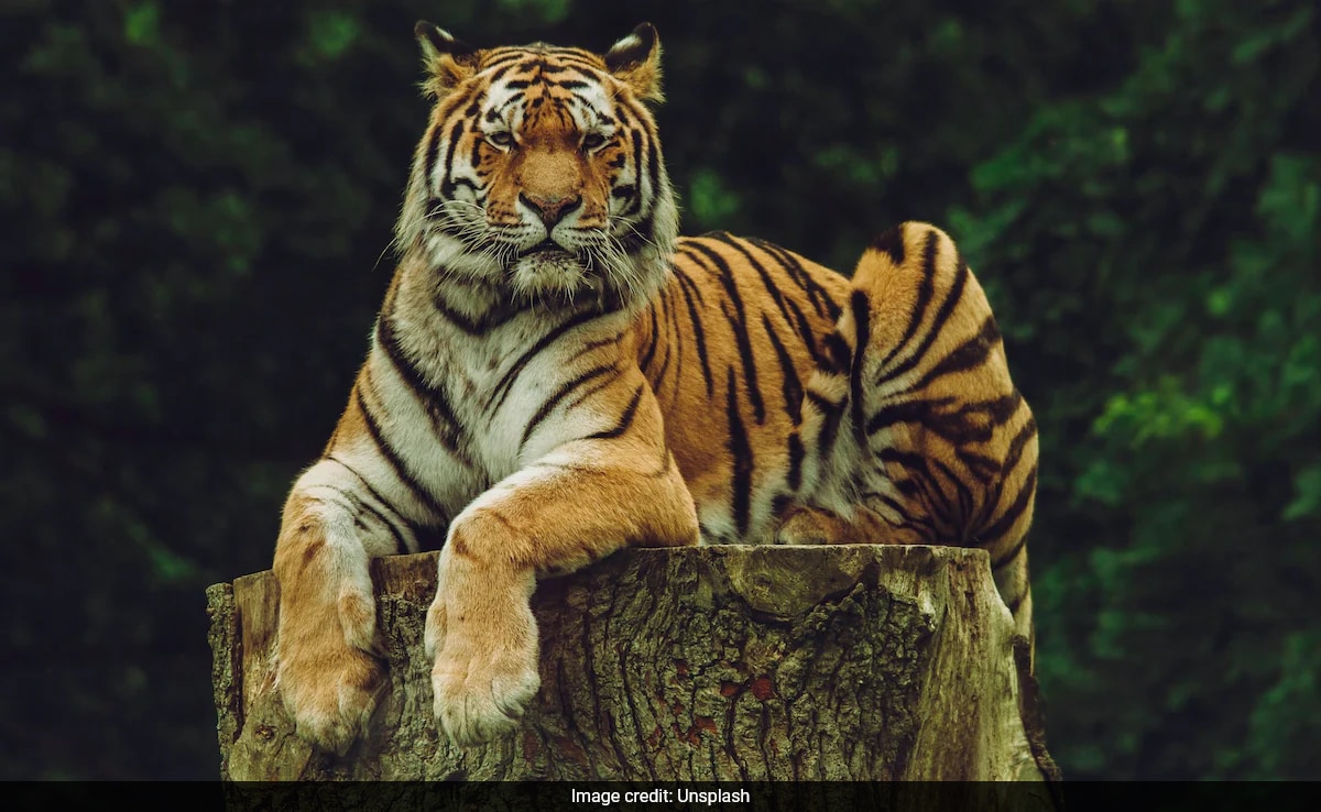 International Tiger Day 2024: Know Date, Significance And Why It Is ...
