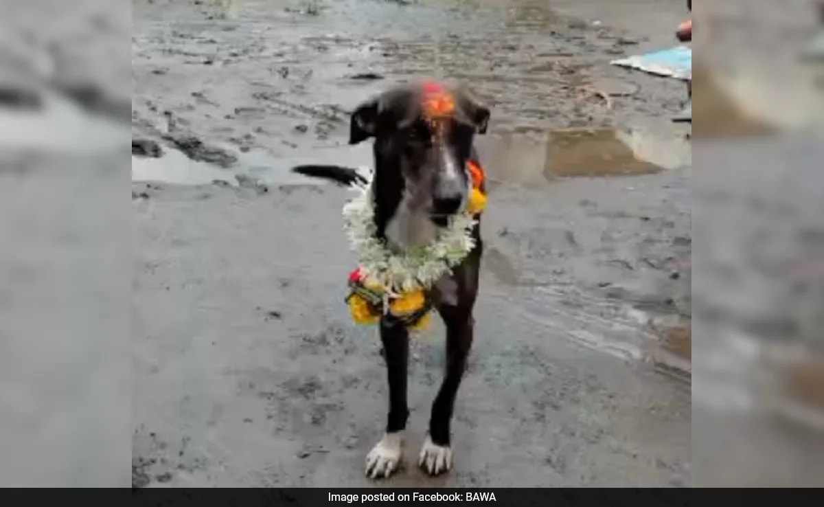 Such A Miracle: Lost Dog Returns Home Travelling Alone For 250 Kilometers