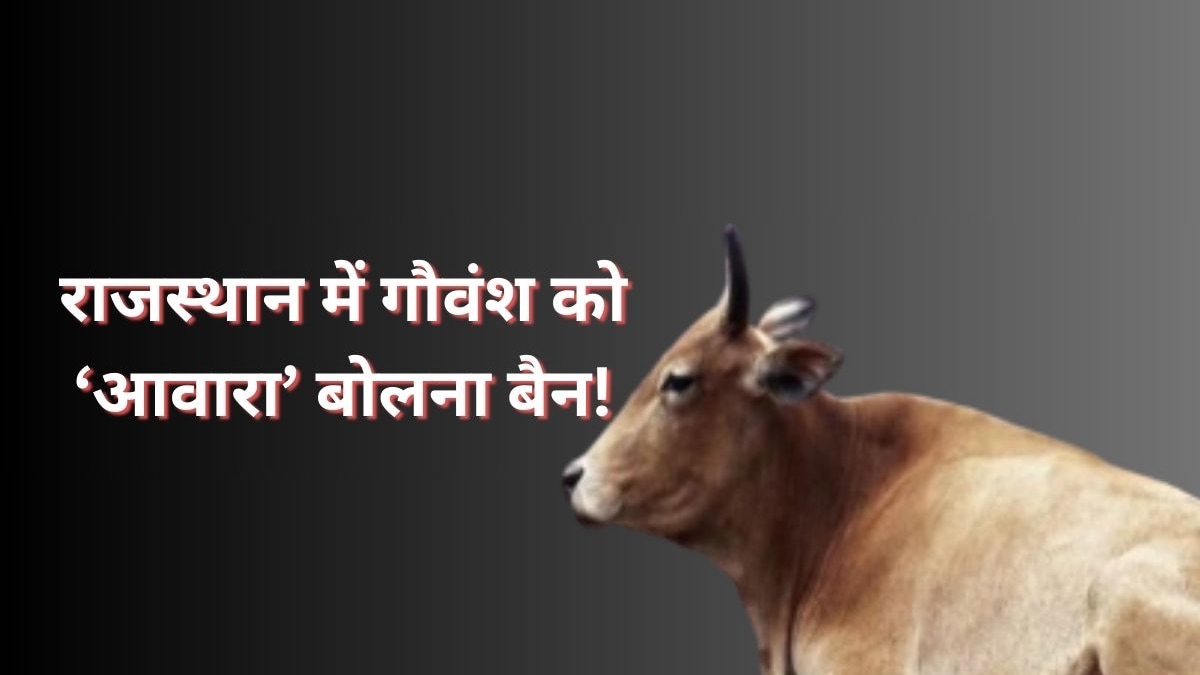 राजस्थान में अब गौवंश को नहीं बोला जाएगा 'आवारा' शब्द, शुरू होगी मंगला ...