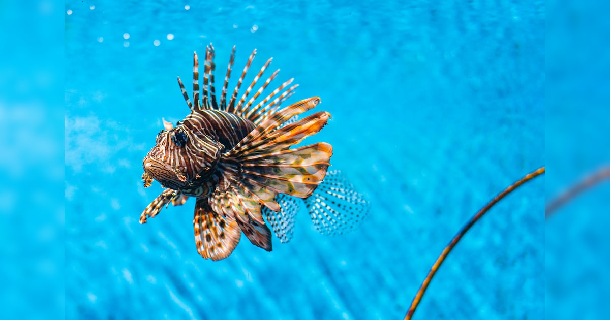 Meet The Most Dangerous Sea Creatures