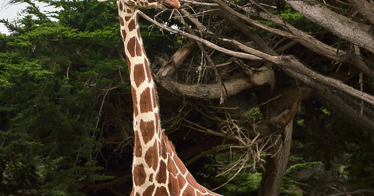 Tallest Animals In The World
