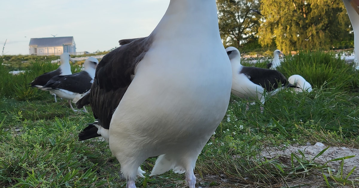 Wisdom: World's Oldest Known Wild Bird