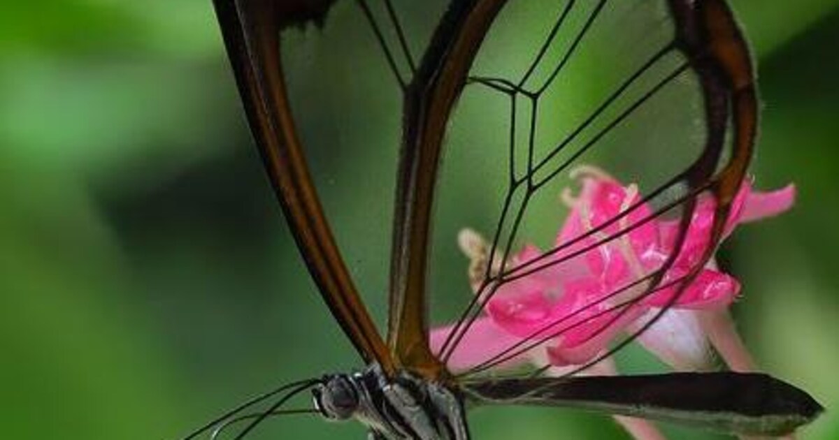 5 Animals That Are Transparent