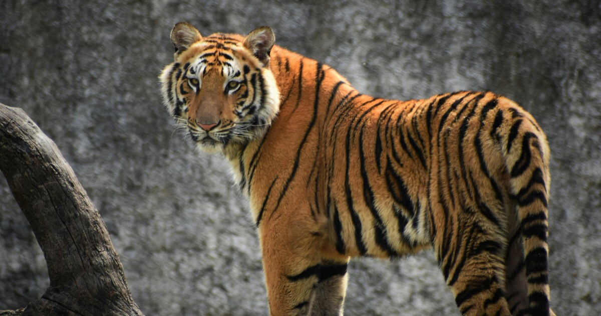 10 Most Intriguing Facts About Tiger