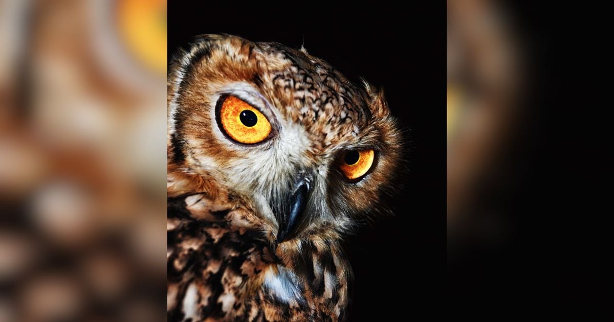 Animals With Excellent Night Vision