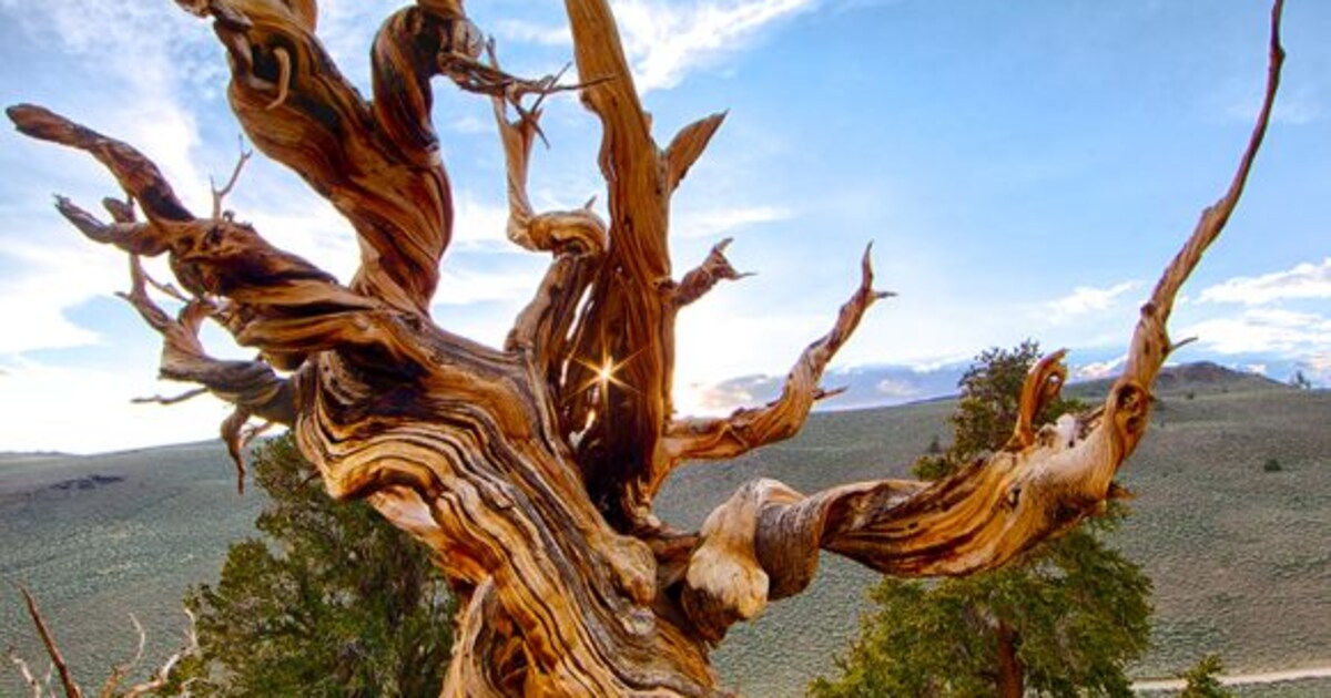 Oldest Trees In The World