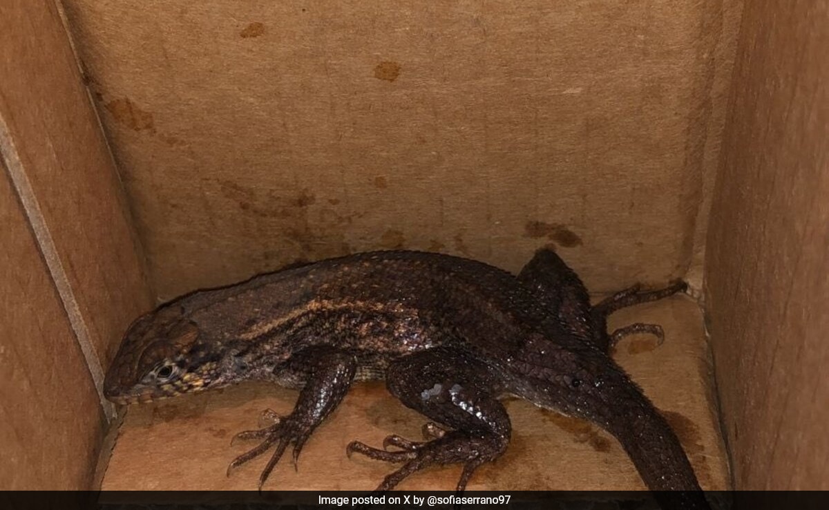 Colombian Woman Receives Lizard In Place Of Air Fryer From Amazon
