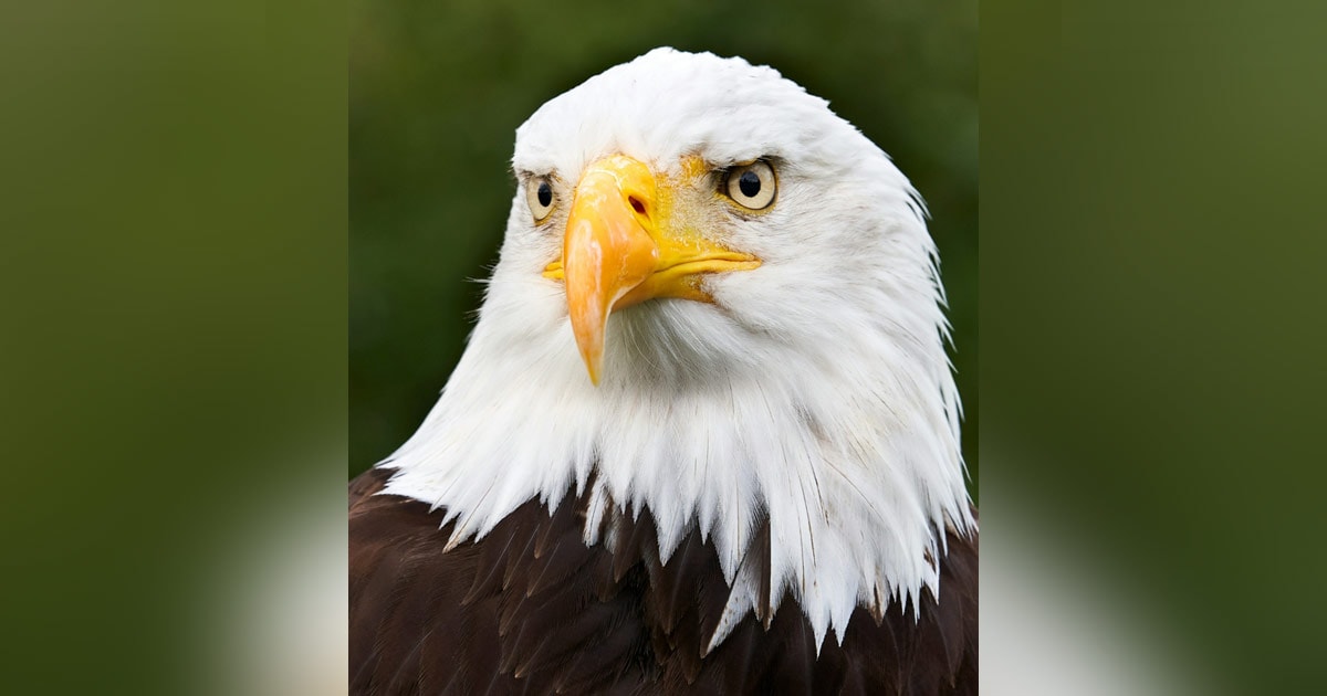 Animals That Came Back From Extinction