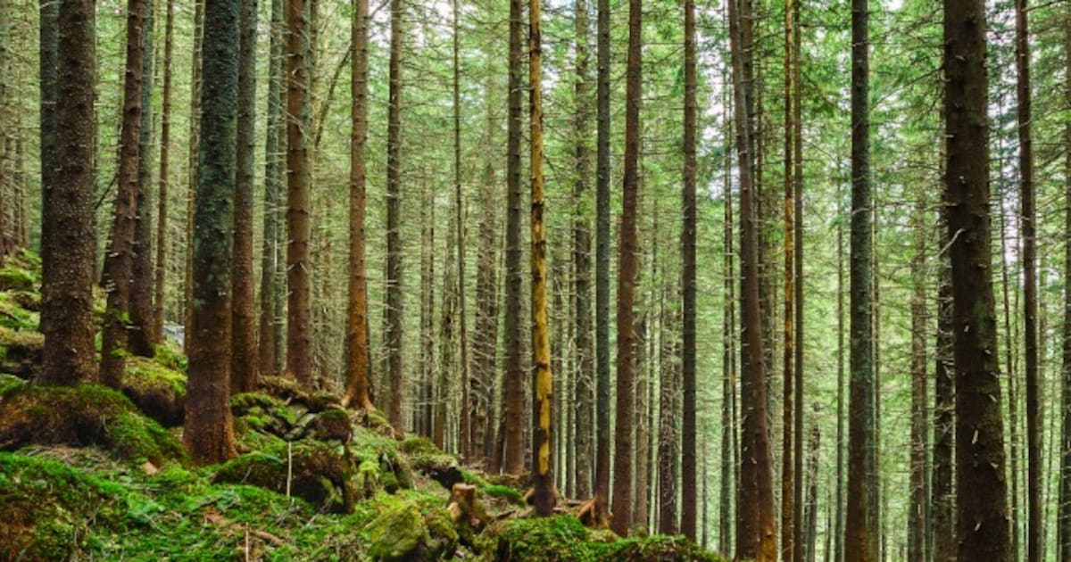 8 Oldest Forests In The World