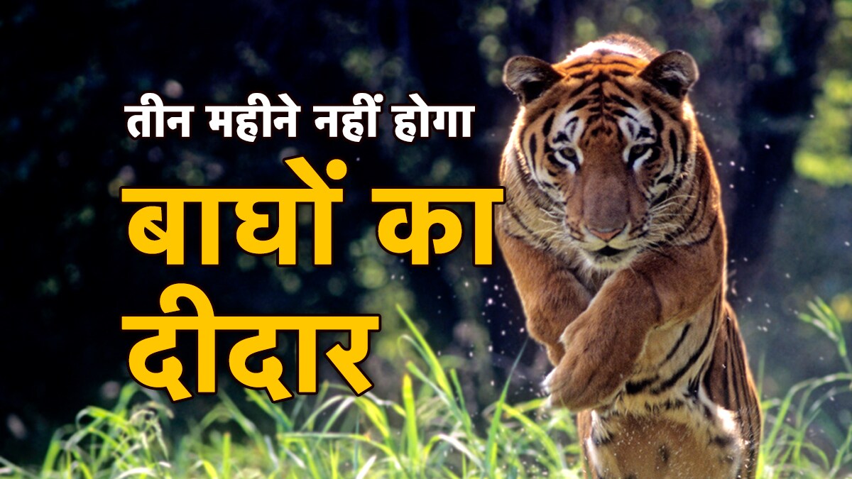 MP News: अब बाघों को देखने के लिए आपको करना होगा अक्टूबर का इंतजार, एक ...