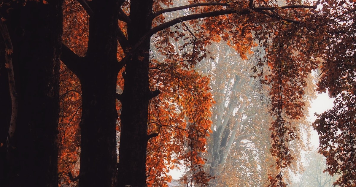 Best Places In India To Witness Autumn Beauty