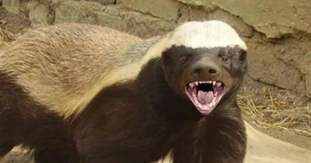 World's Most Fearless Animal