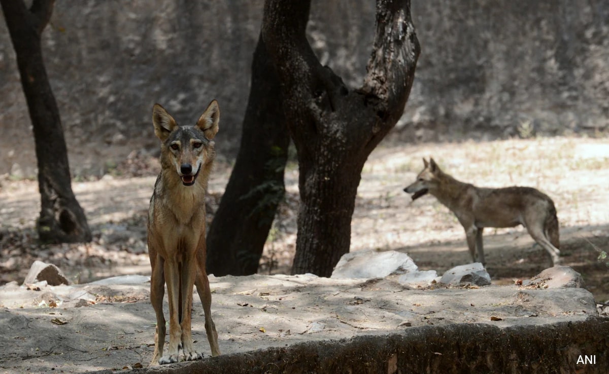 8 Deaths In 2 Months: The Horror Of Killer Wolves In UP's Bahraich