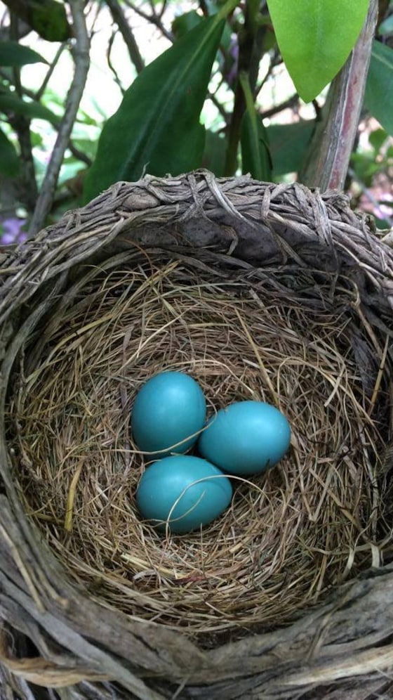 blue eggs bird type