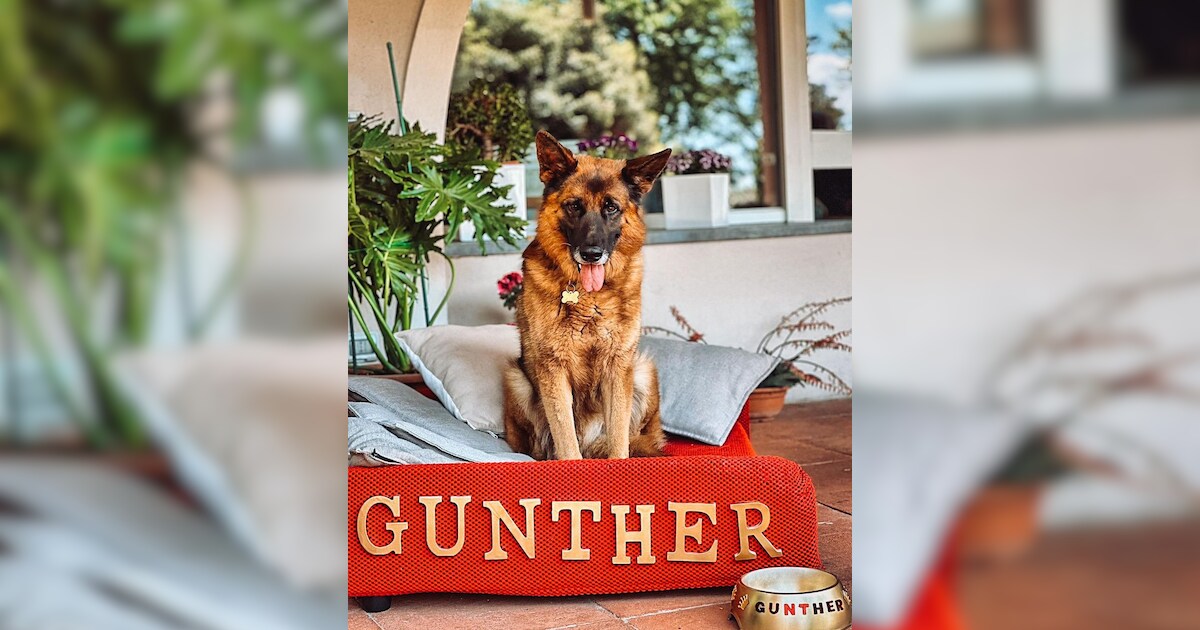 Meet The World's Richest Dog
