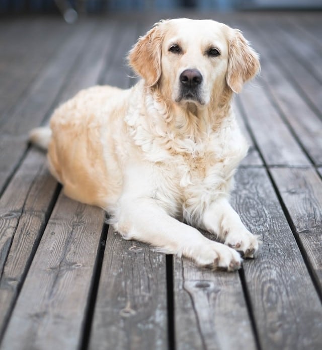 Top 10 Smartest Dog Breeds