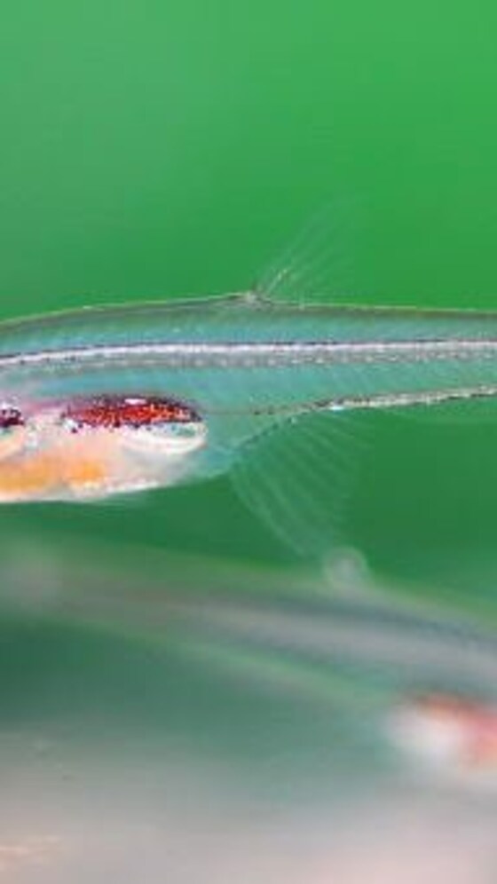 world's smallest fish