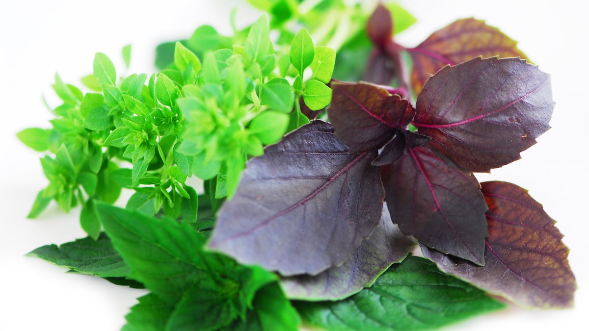 Are Basil And Holy Basil The Same In The Culinary World? Here Are Their ...