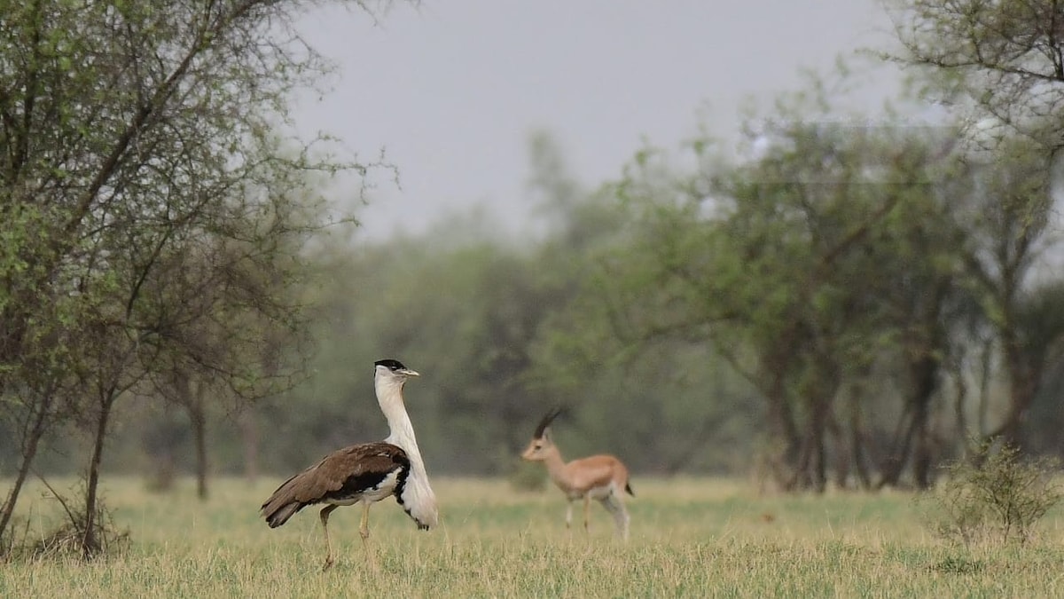 Rajasthan Viral: जैसलमेर में दिखा दुर्लभ नजारा, एक तस्वीर में कैद हुए ...