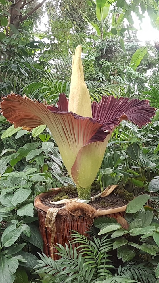 world biggestflower