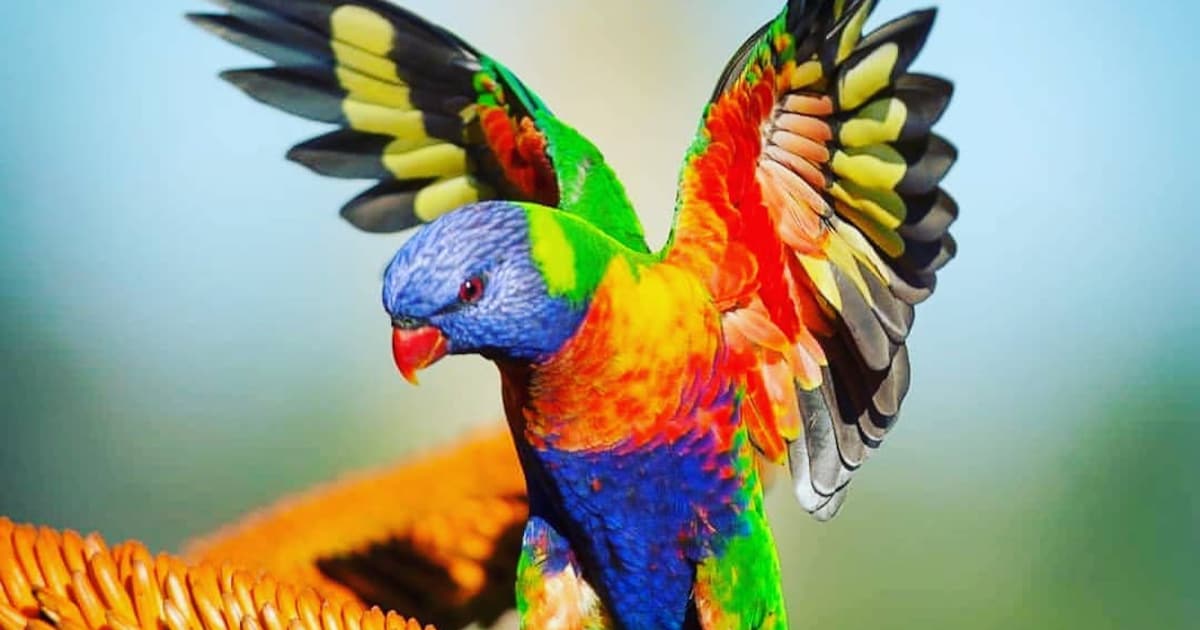 6 Most Beautiful Parrots In The World