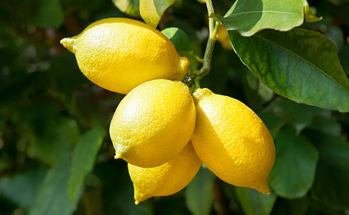 'Sacred' Lemon Sold For Rs 13,000 In Tamil Nadu Temple Auction