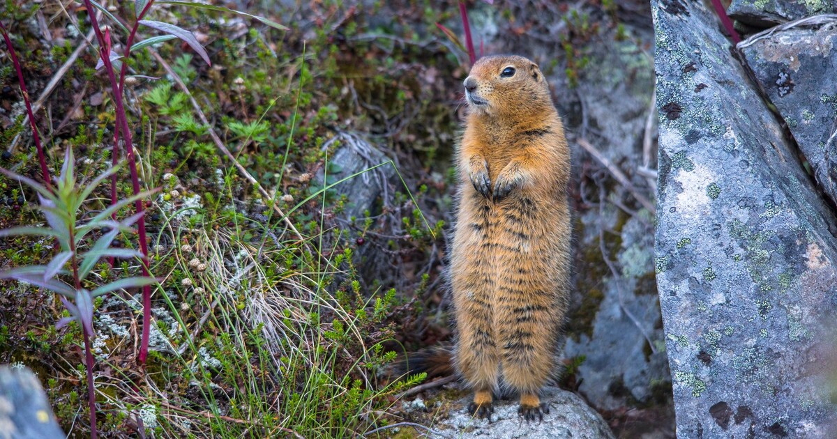 Interesting Facts About Arctic Squirrel