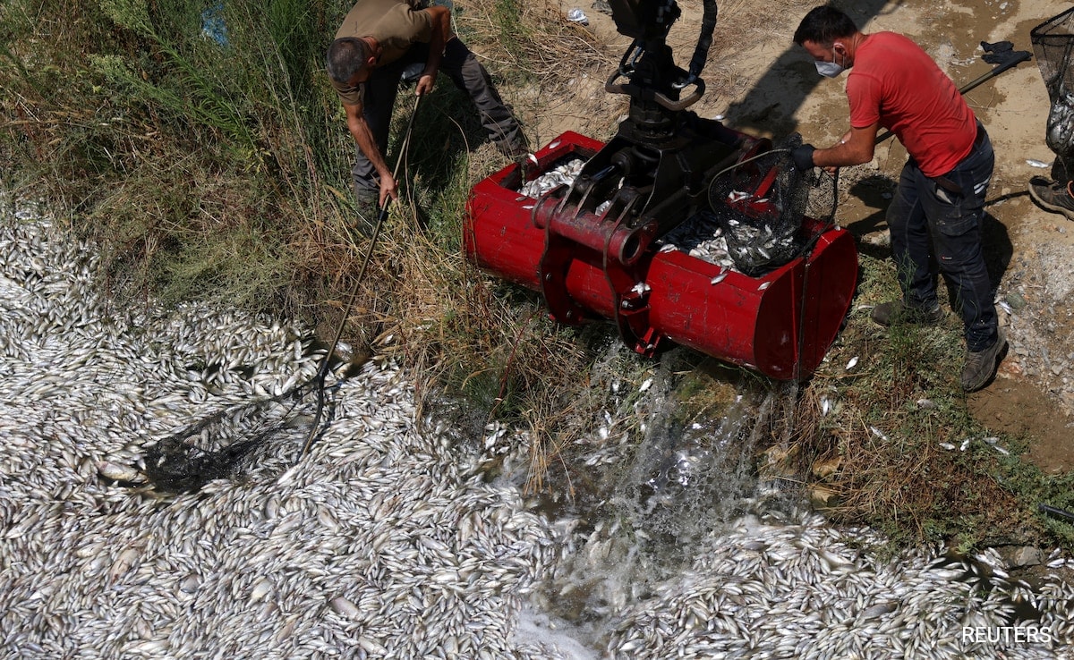 Greek Port City Declares State Of Emergency Over Flood Of Dead Fish