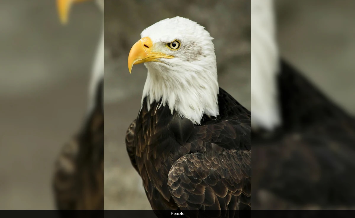 US Names Bald Eagle As National Bird, 200 Years After It Became Country ...