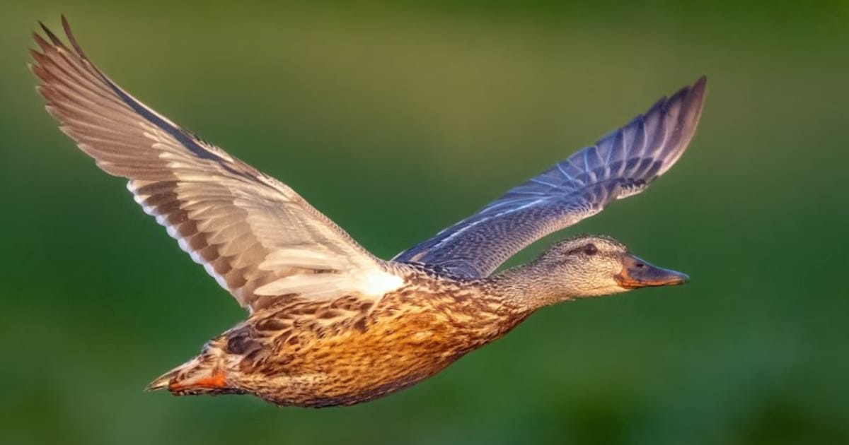 8 Highest Flying Birds In The World