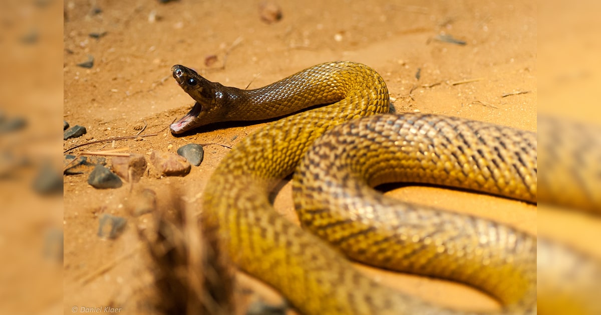 Deadliest Snake In The World 2024