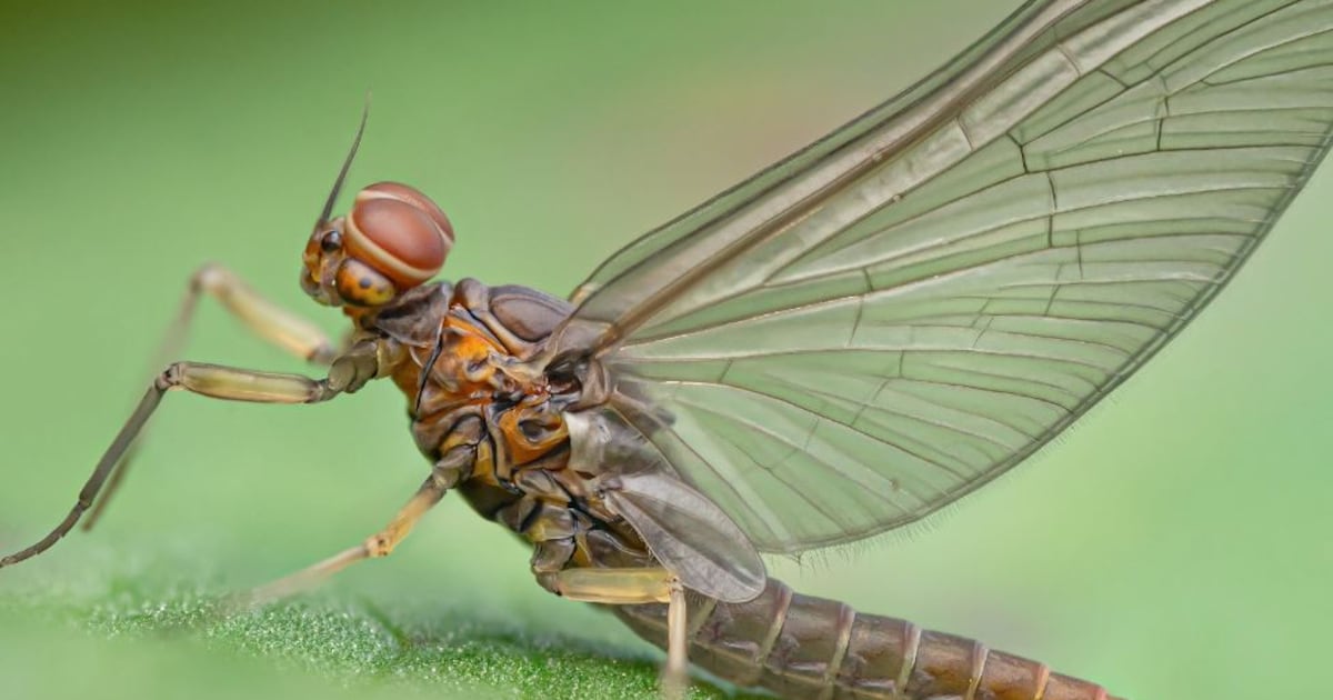 This Insect Lives For Only A Day