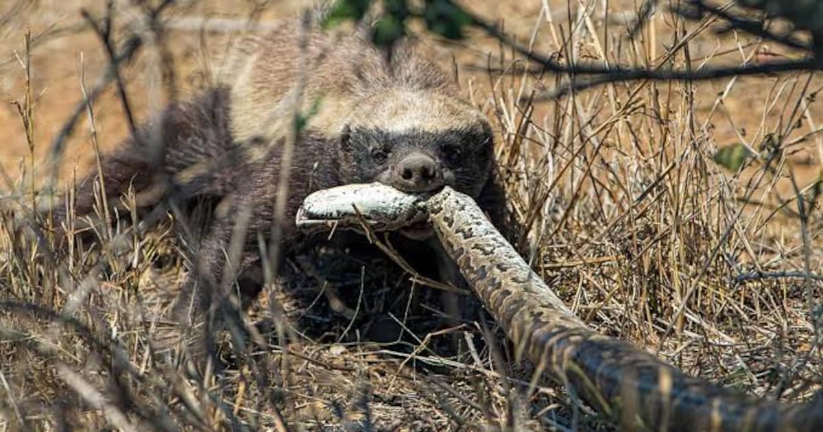 Honey Badger: Meet The Fierce Snake Killer