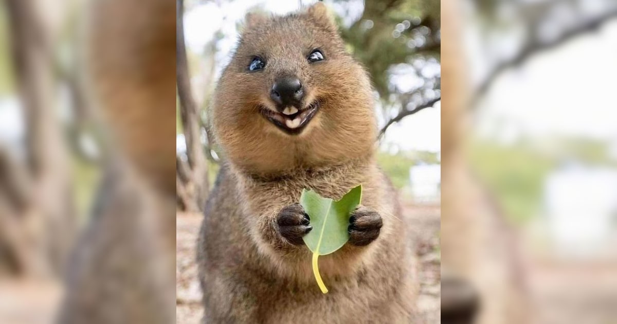 The "Happiest" Animals In The World