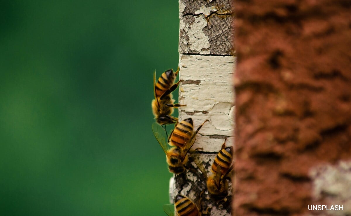 UKs Honey Fraud Crises Explained: Beekeepers, Scientists Troubled