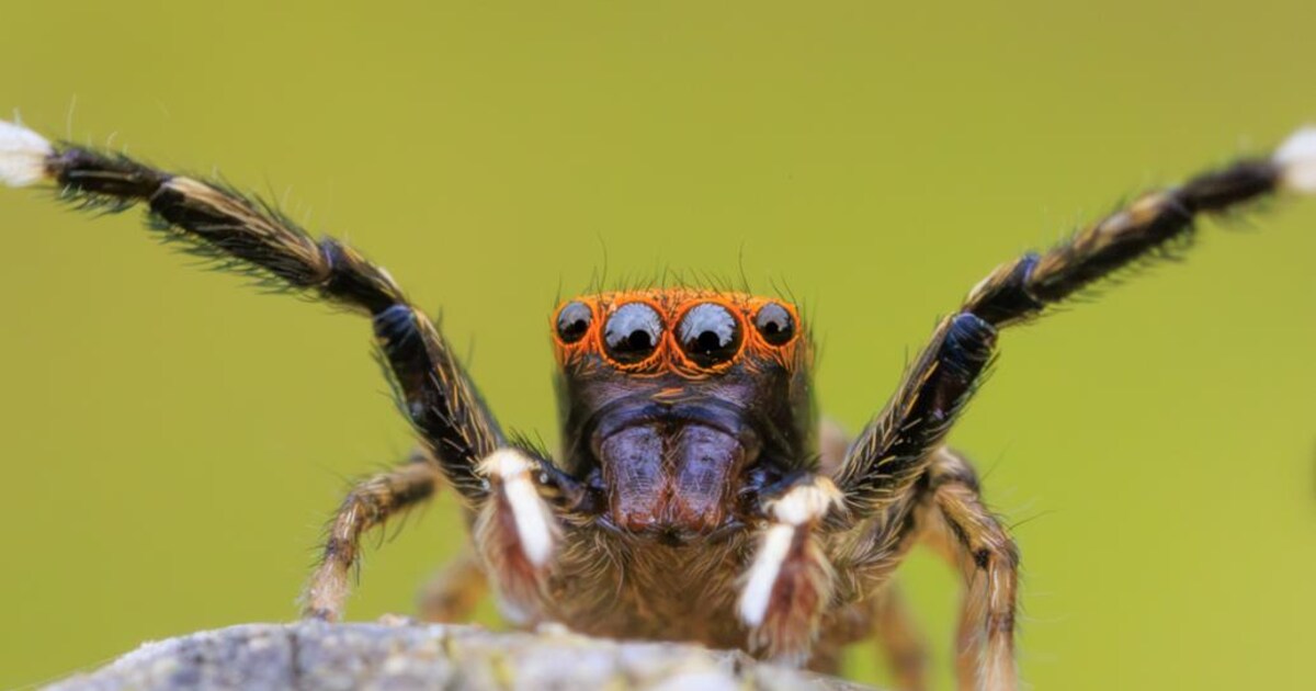 Animals That Eat Their Mates