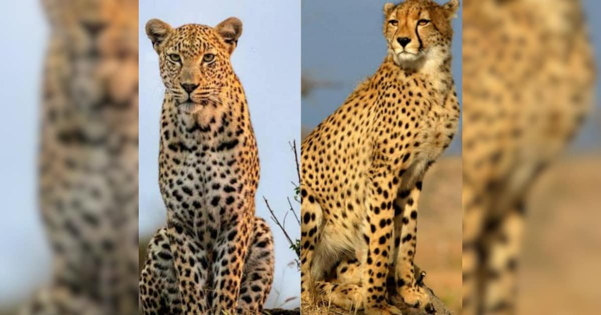difference between cheetah and leopard