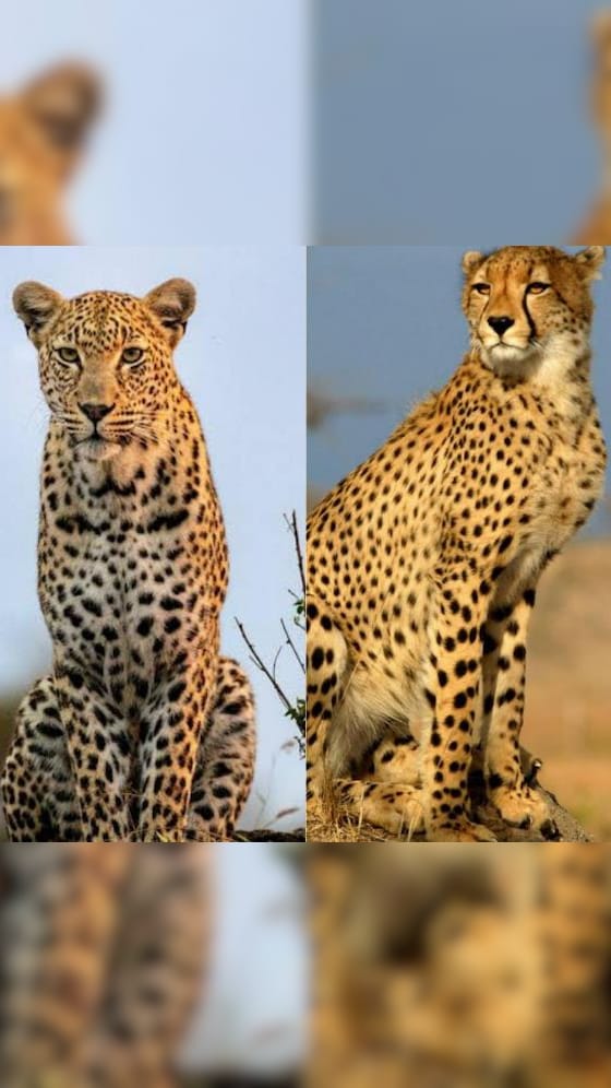 leopard and cheetah