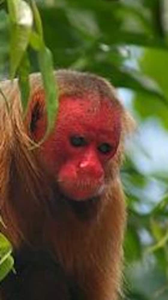 red faced monkey name