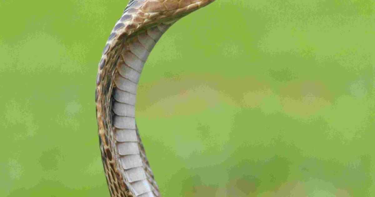 King Cobra: Meet One Of World's Deadliest Snakes
