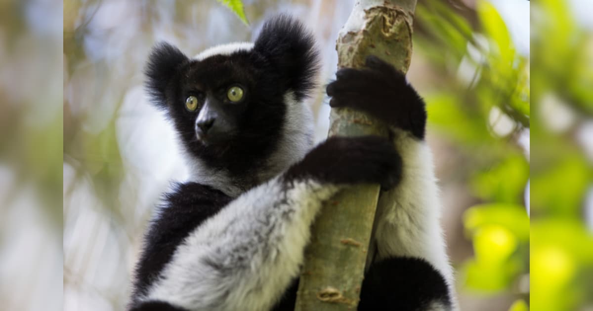 indri lemur size