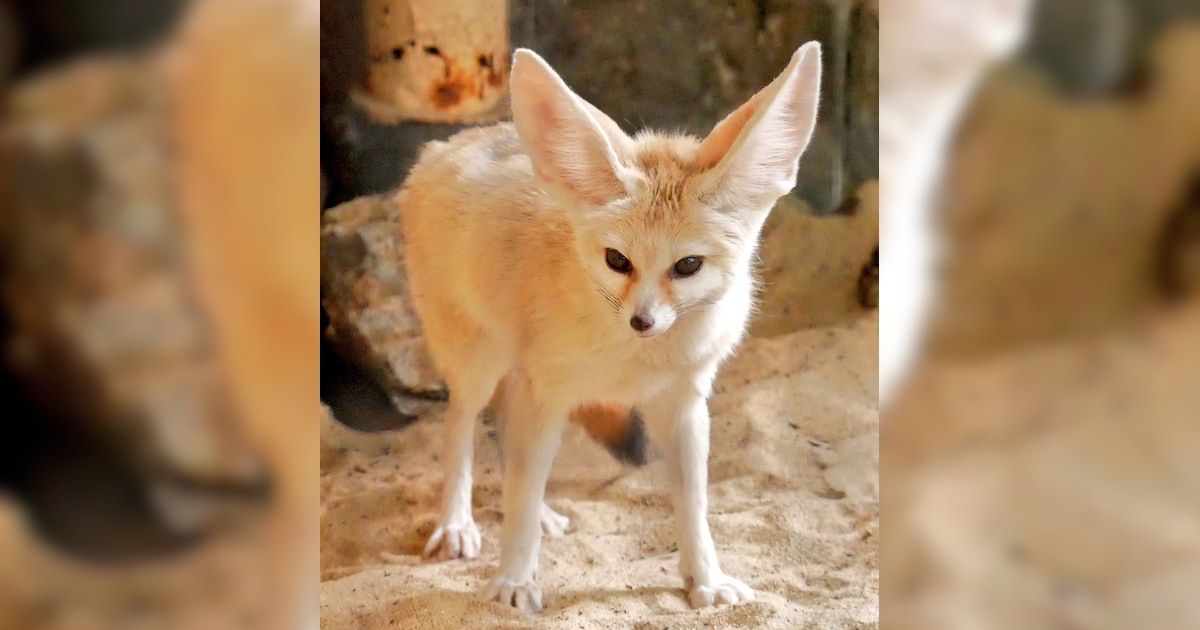 5 Animals That Live Underground