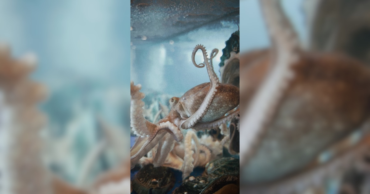 Animals Whose Blood Isn't Red