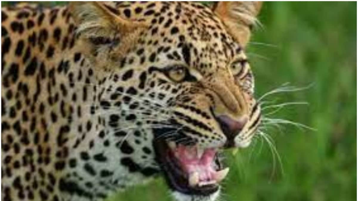 Panther Attack: दौसा के सिकराय में पैंथर की दहशत, बकरी चरा रहे दो लोगों ...