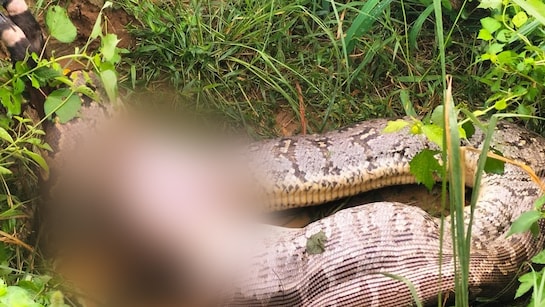 pythons eating alligators