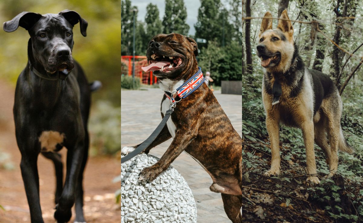 These 5 Dog Breeds Come With Major Health Risks