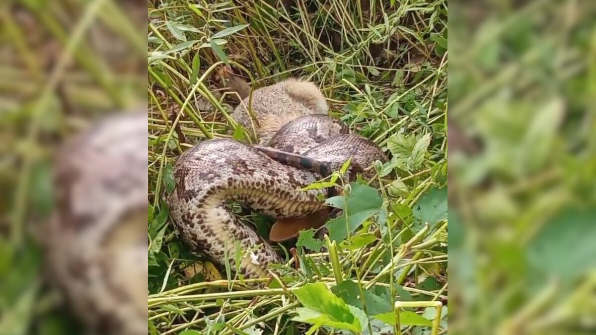 Viral Video: देखते-देखते निगल गया जंगली जानवर... टीकमगढ़ में मिला 15 फीट लंबा अजगर, तो मच गया ...