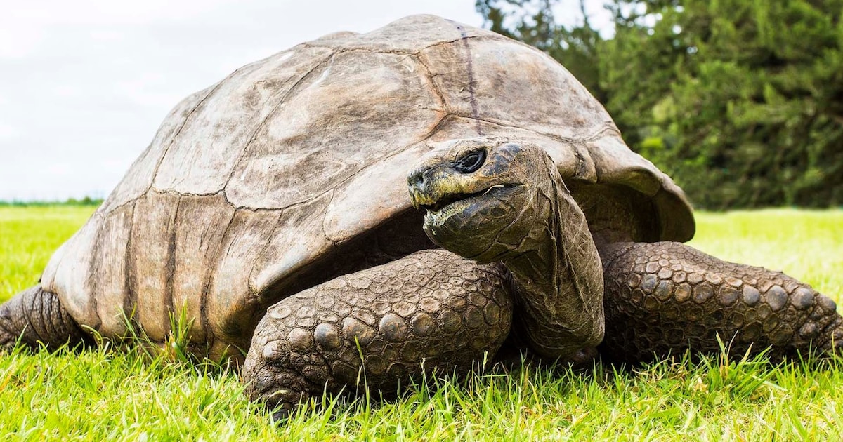 Meet Jonathan, The 192-Year-Old Tortoise